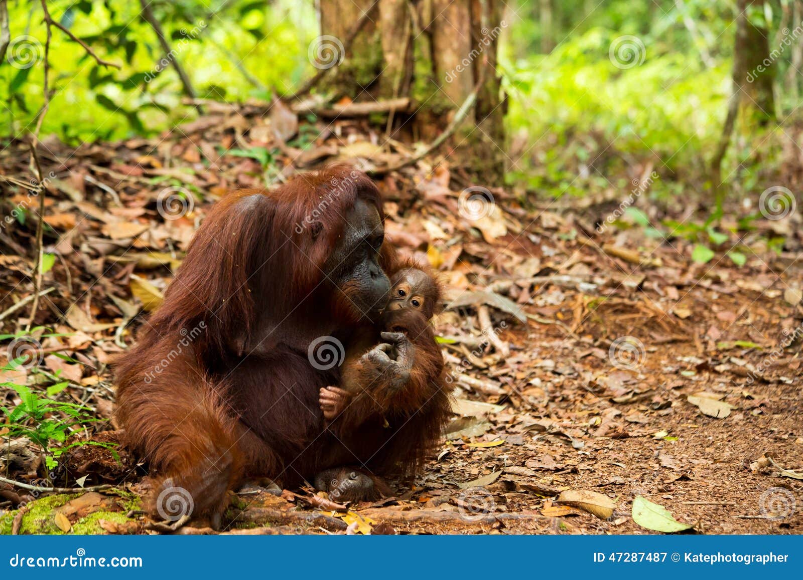 Orangutan in Borneo Indonesia. Stock Image - Image of adorable, hominid ...