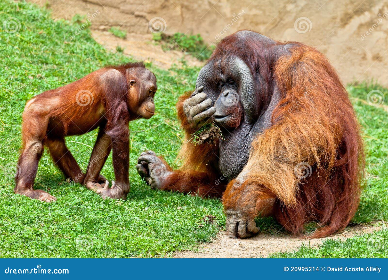 Orangutan of Borneo, Pongo Pygmaeus Stock Photo - Image of captivity ...