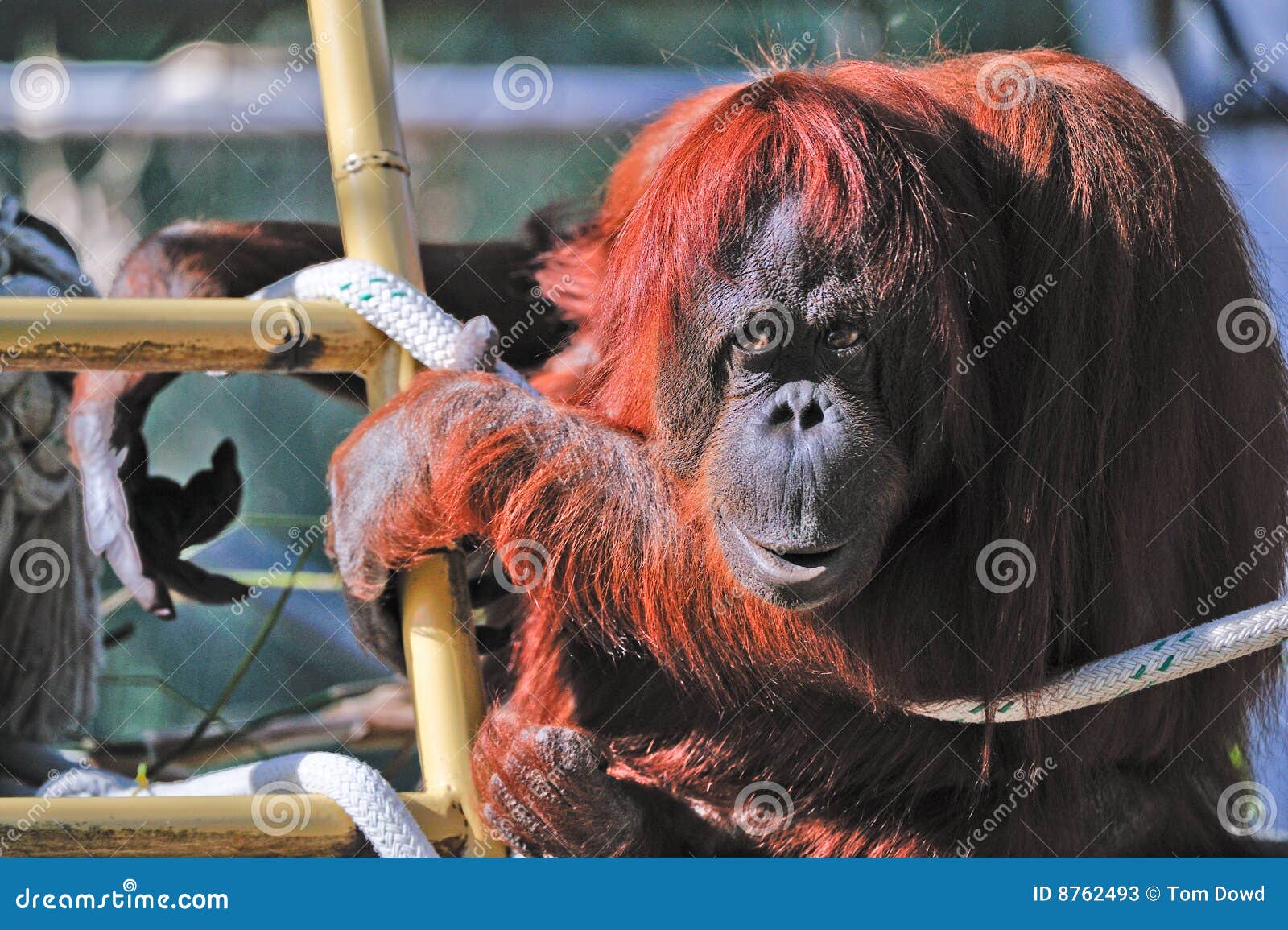 Orangutan in captivity stock image. Image of leaning, hairy - 8762493
