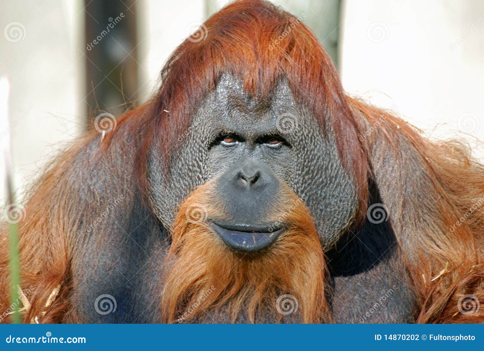 Orangutan Chimpanzee stock photo. Image of animal, primitive - 14870202