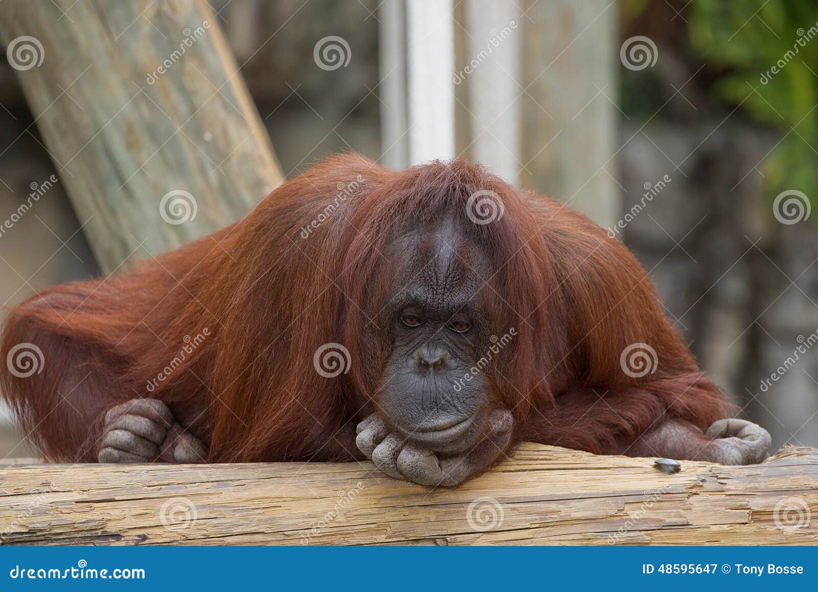 Orangutan stock image. Image of mammal, pondering, primate - 48595647