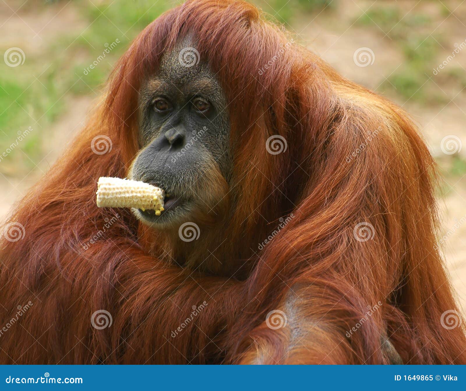 Orangutan Eating Meet The Babies The Orangutan Project
