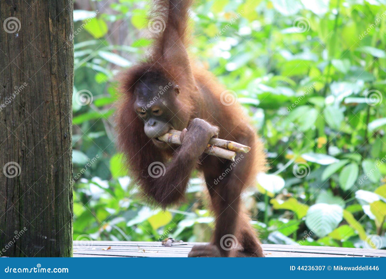Orangutan eating stock image. Image of bamboo, sepilok - 44236307