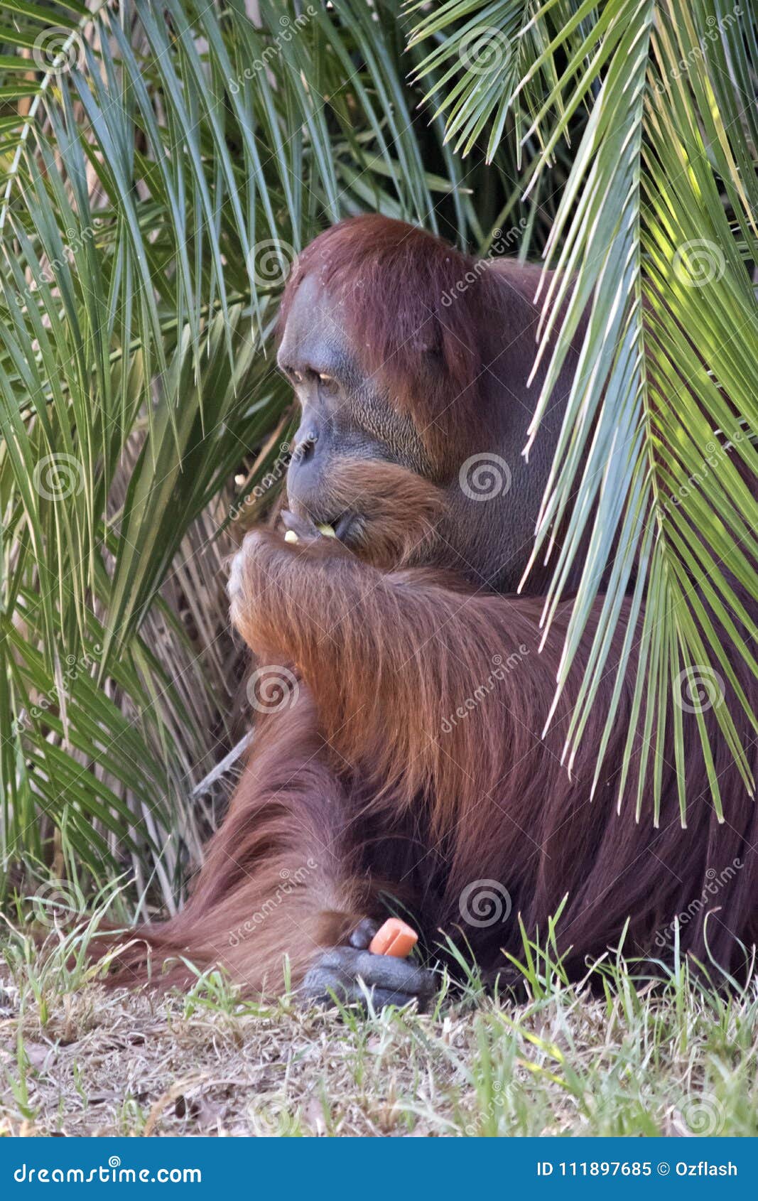 Orangutan is eating stock image. Image of endangered - 111897685