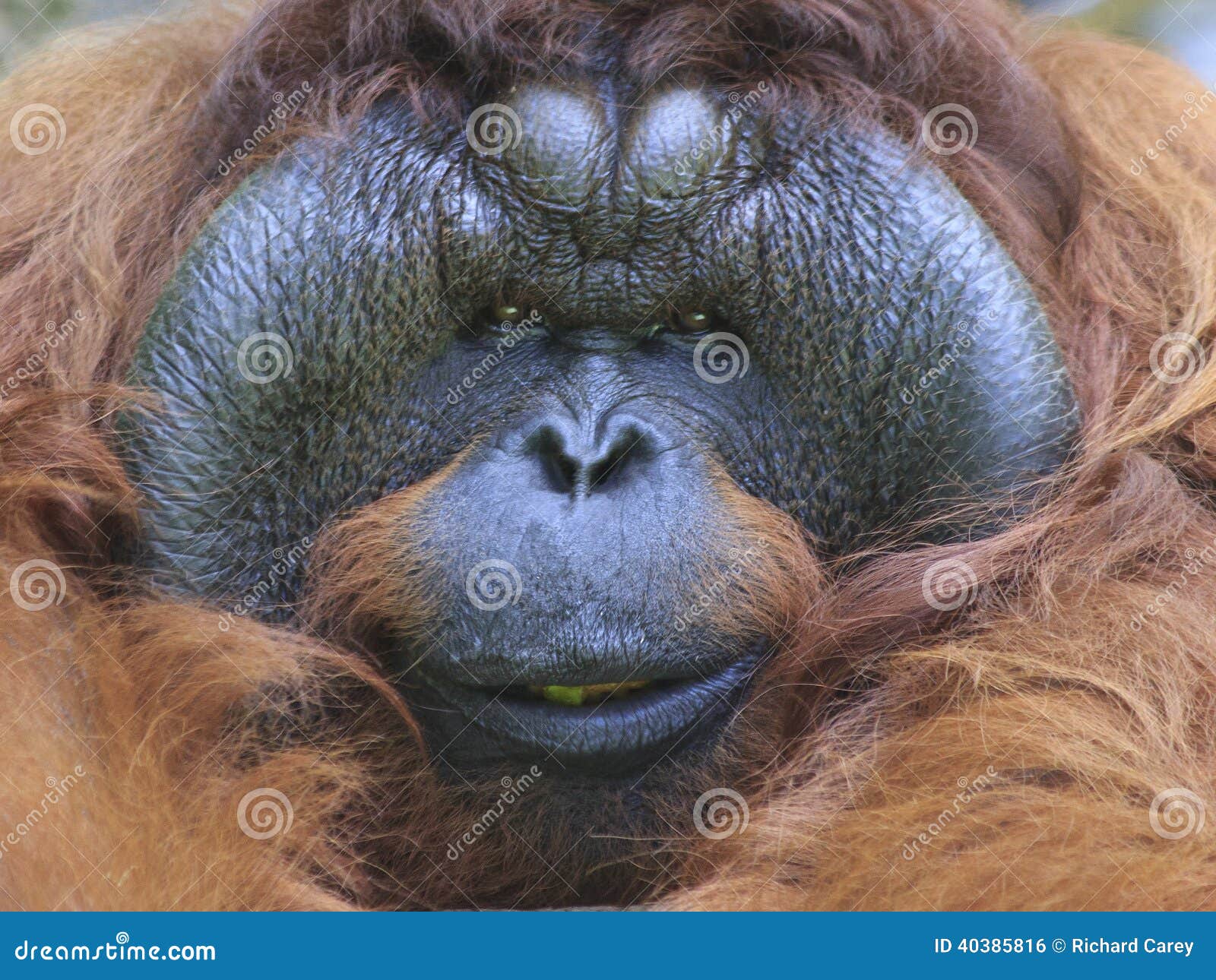 Orangutan face stock photo. Image of forest, male, borneo - 40385816