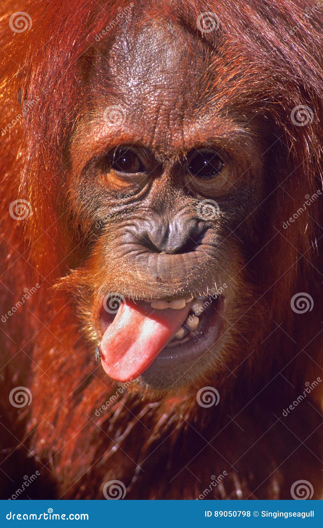 6,349 Primates Monkey Ape Stock Photos - Free & Royalty-Free Stock ...