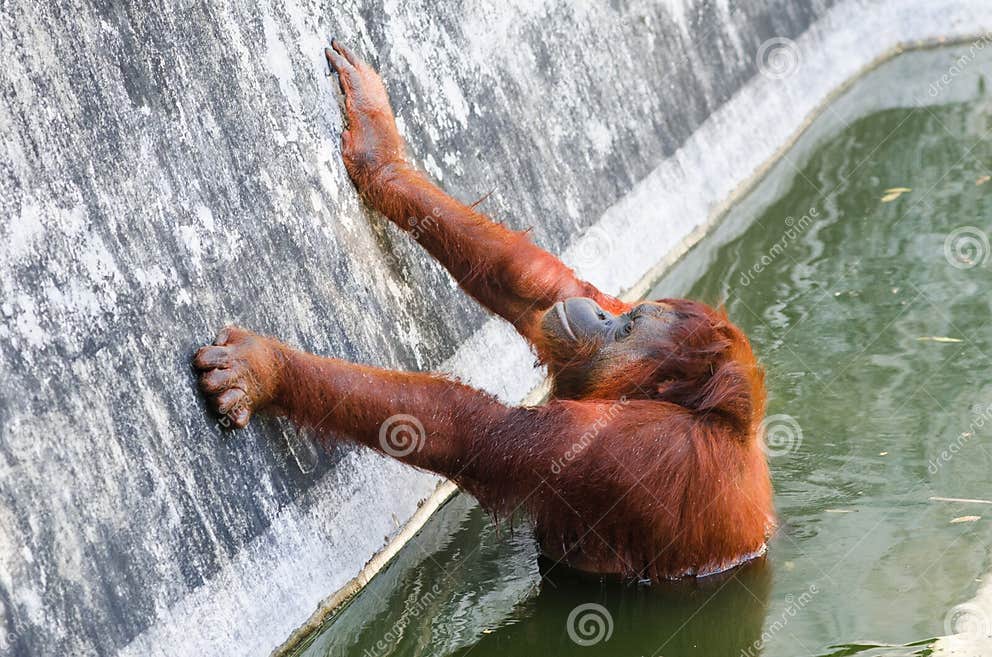 Orangutan in Gembira Loka Zoo Yogyakarta Indonesia Stock Photo - Image ... Orangutan in Gembira Loka Zoo Yogyakarta Indonesia Stock Photo - Image ...