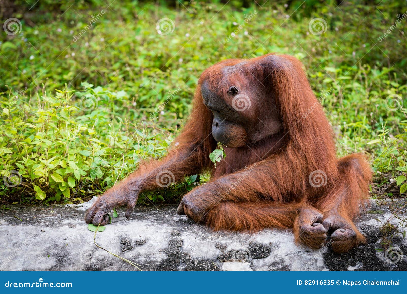 Orangutan great apes stock image. Image of monkey, extant - 82916335