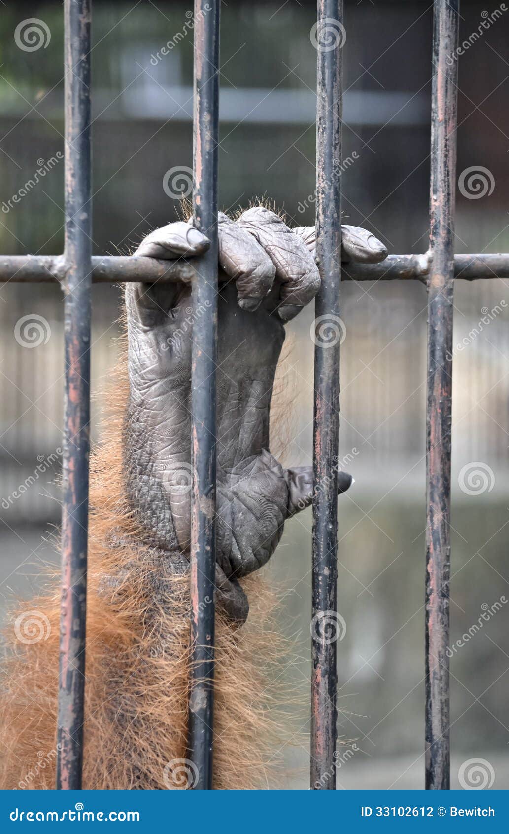 Orangutan Hand Grabbing Cage Stock Photo - Image of grabbing, foot ...