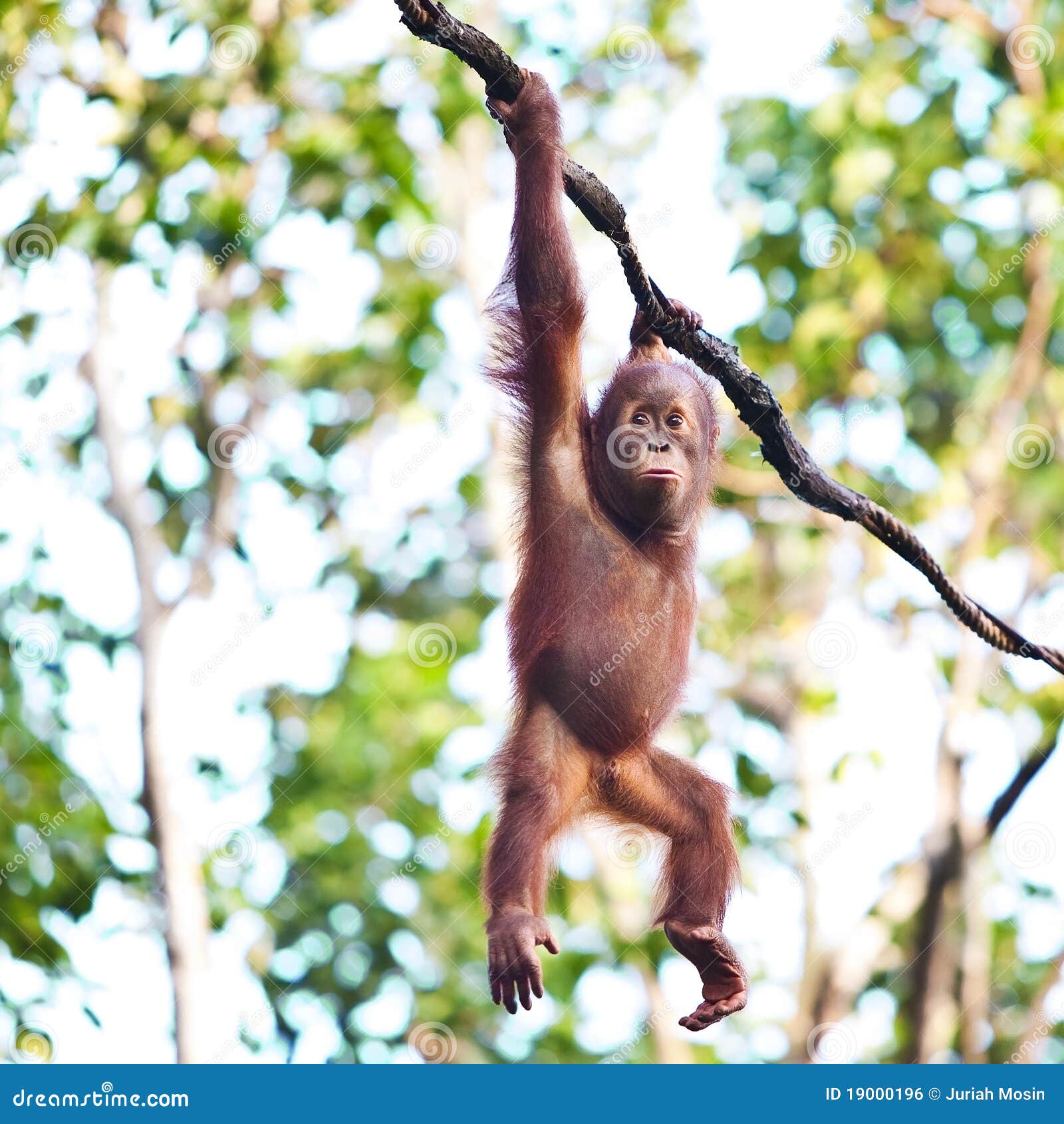 Orangutan hanging on vine stock photo. Image of primate - 19000196