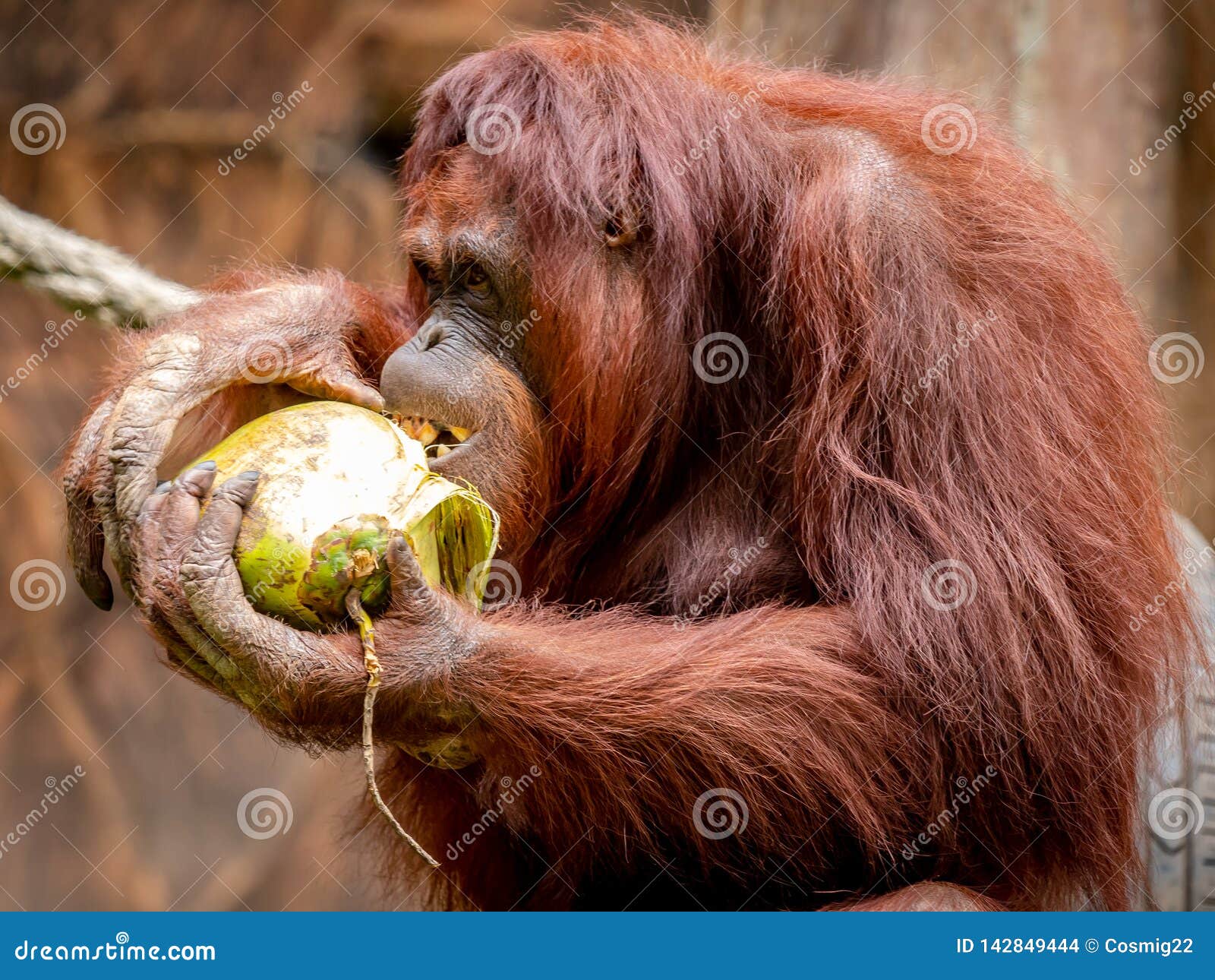 Orangutans eating coconut stock photo. Image of closeup - 142849444