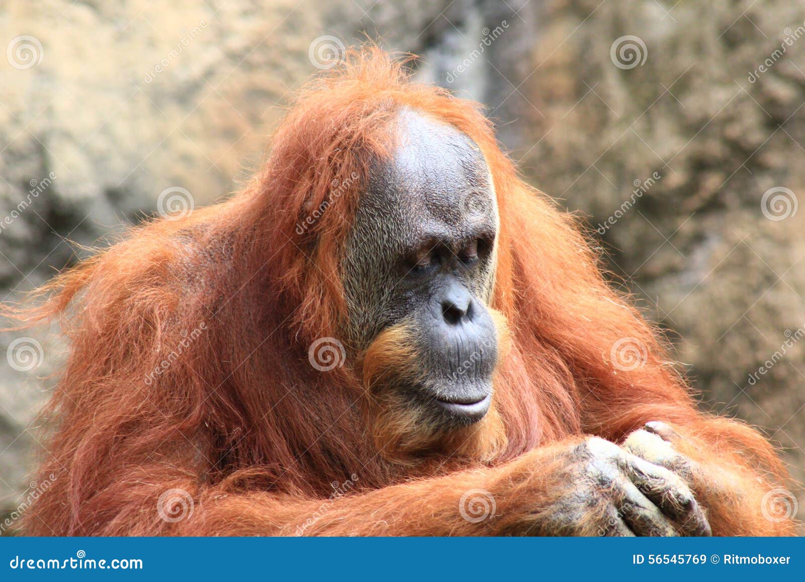 Orangutan Looking at His Hands Stock Image - Image of animals, primates ...