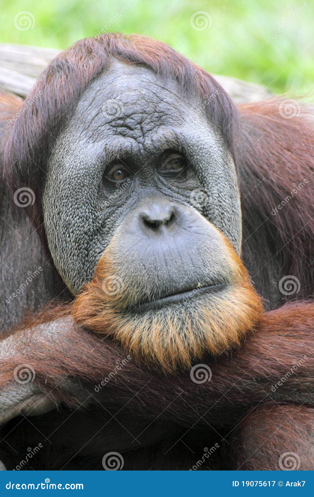 Orangutan looking pensive stock image. Image of rainforest - 19075617