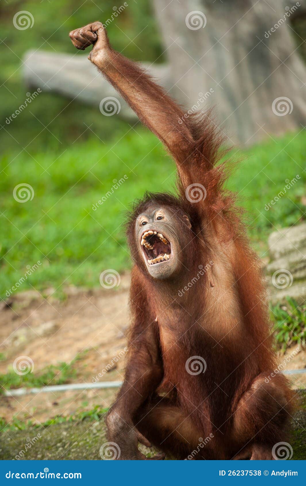 Orangutan in a Malaysian Zoo Stock Photo - Image of chimp, yelling ...
