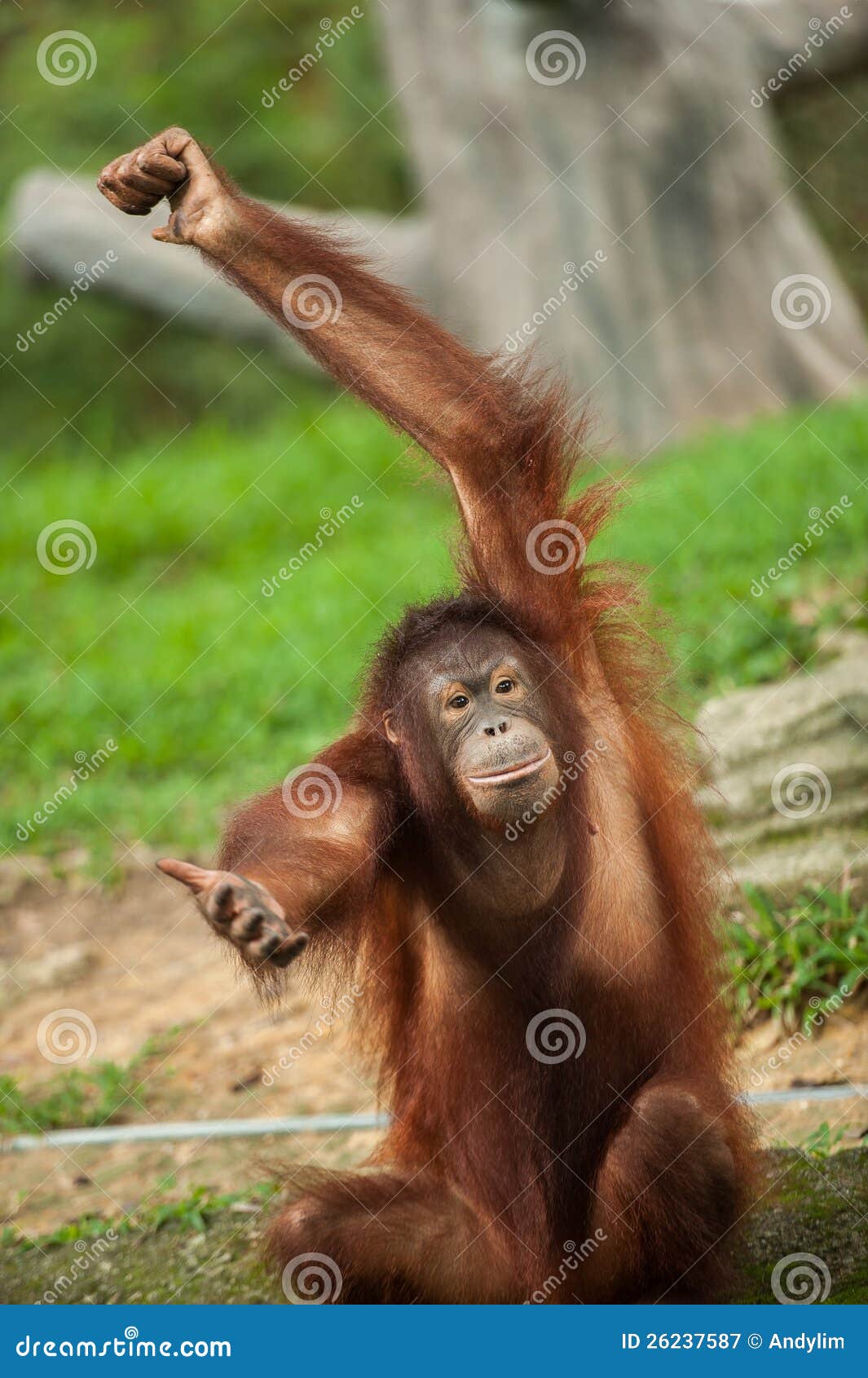 Orangutan in a Malaysian Zoo Stock Image - Image of national, malaysian ...