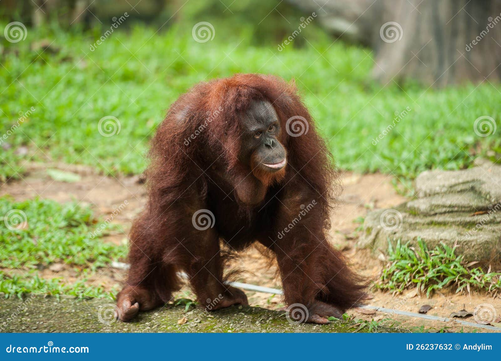 Orangutan in a Malaysian Zoo Stock Photo - Image of calling, screaming ...