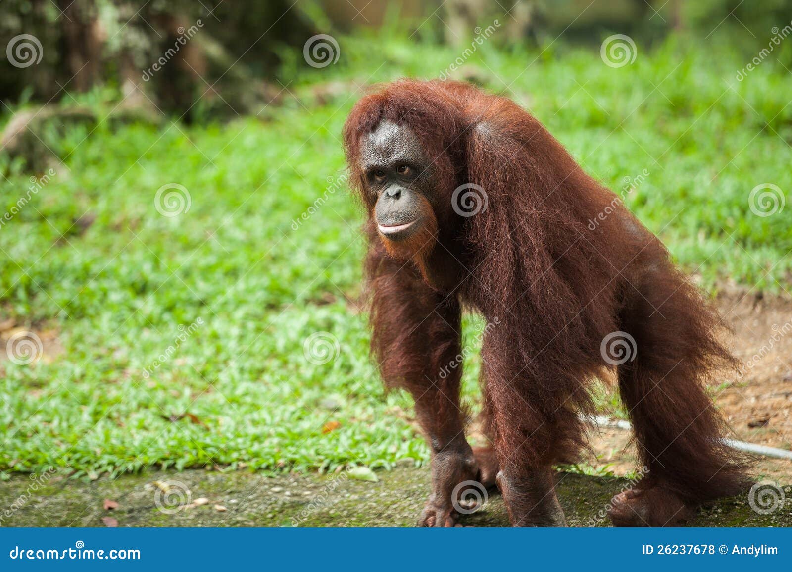 Orangutan in a Malaysian Zoo Stock Photo - Image of malaysian, national ...