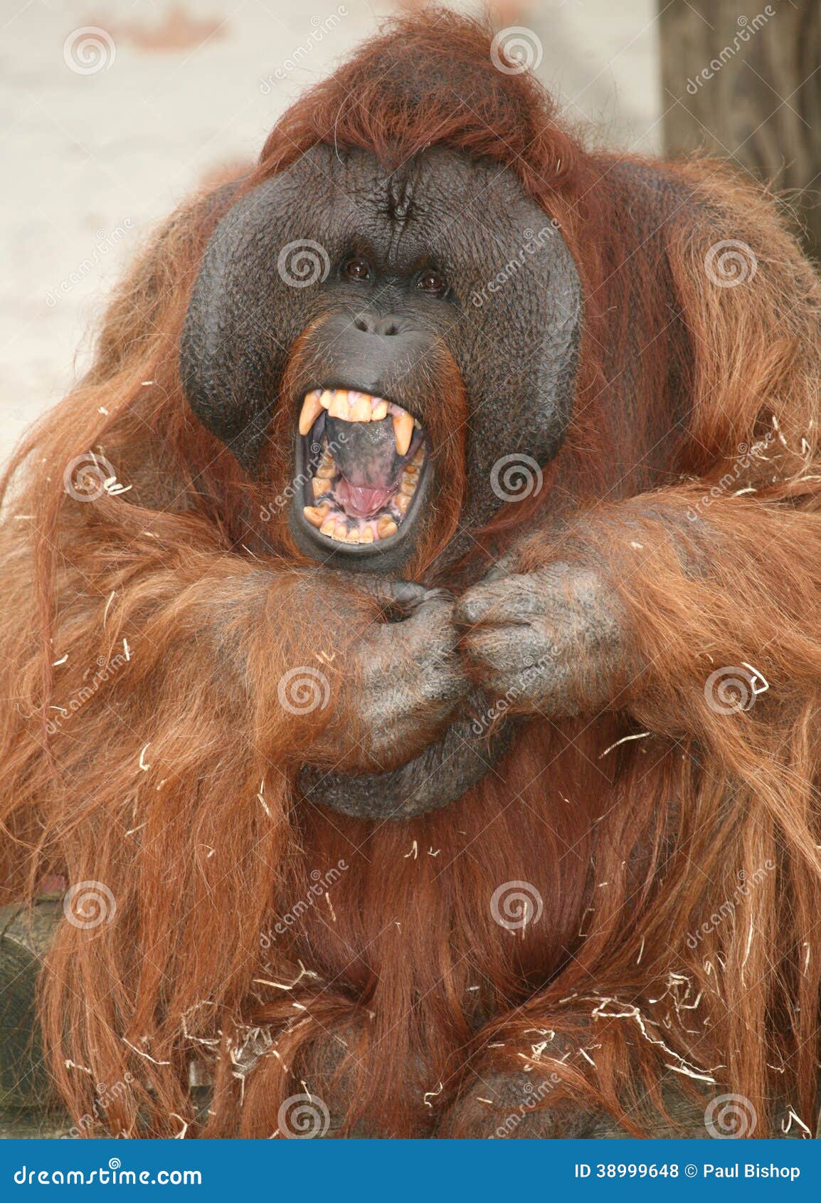 Orangutan stock photo. Image of endangered, open, orangutan - 38999648