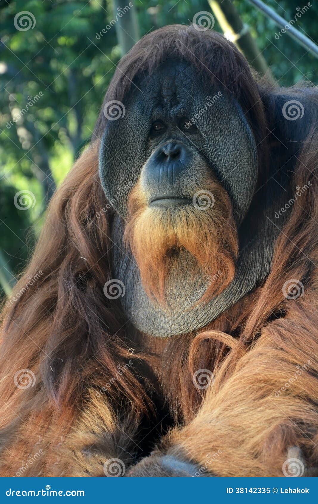 Orangutan monkey stock image. Image of endangered, hominid - 38142335