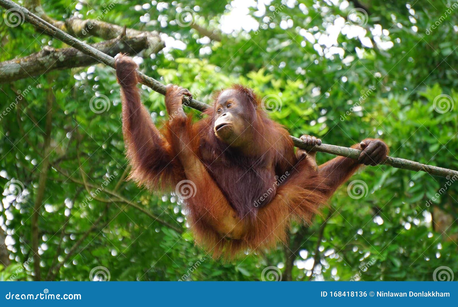 Orangutan Monkey Playing on the Tree Stock Photo - Image of rainforest ...