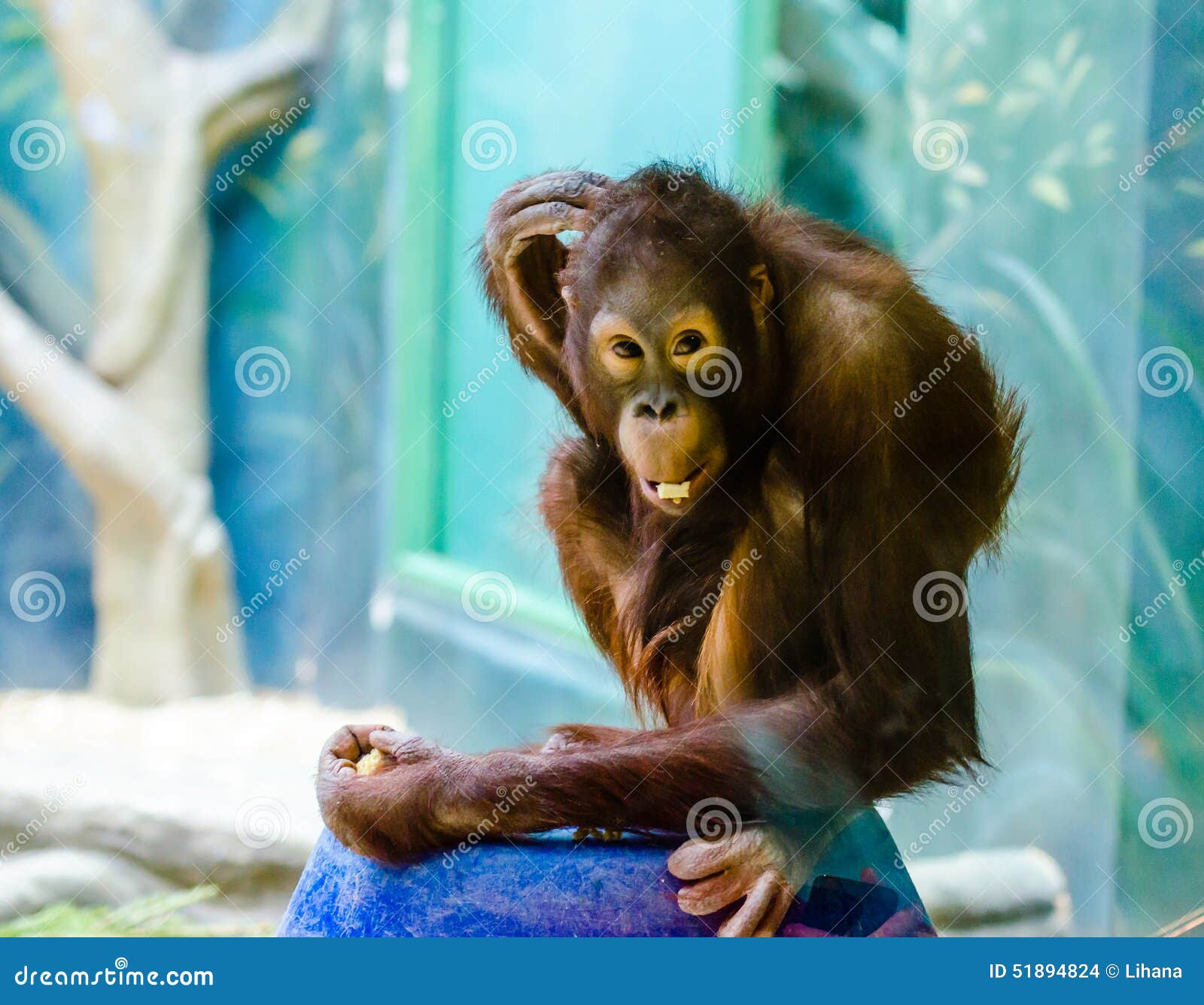 Orangutan stock photo. Image of simian, animal, furry - 51894824