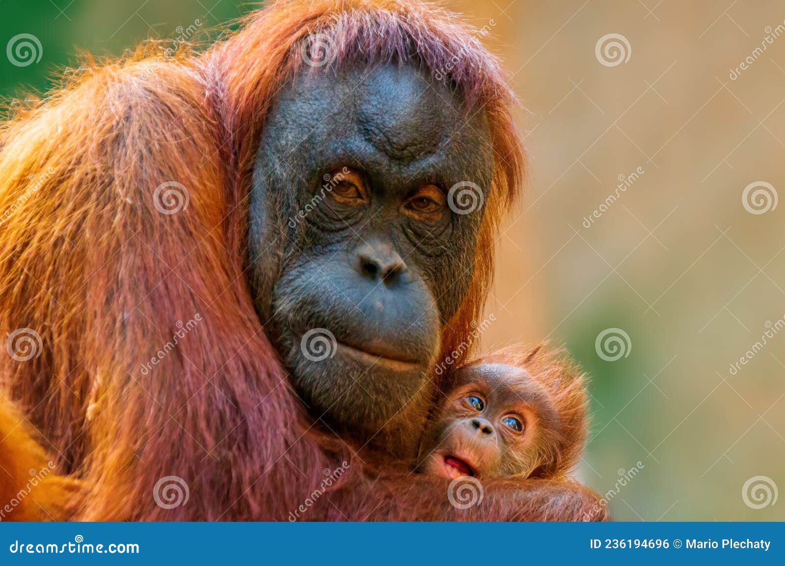 Orangutan Mother Cares for Her Baby Stock Photo - Image of isolated ...