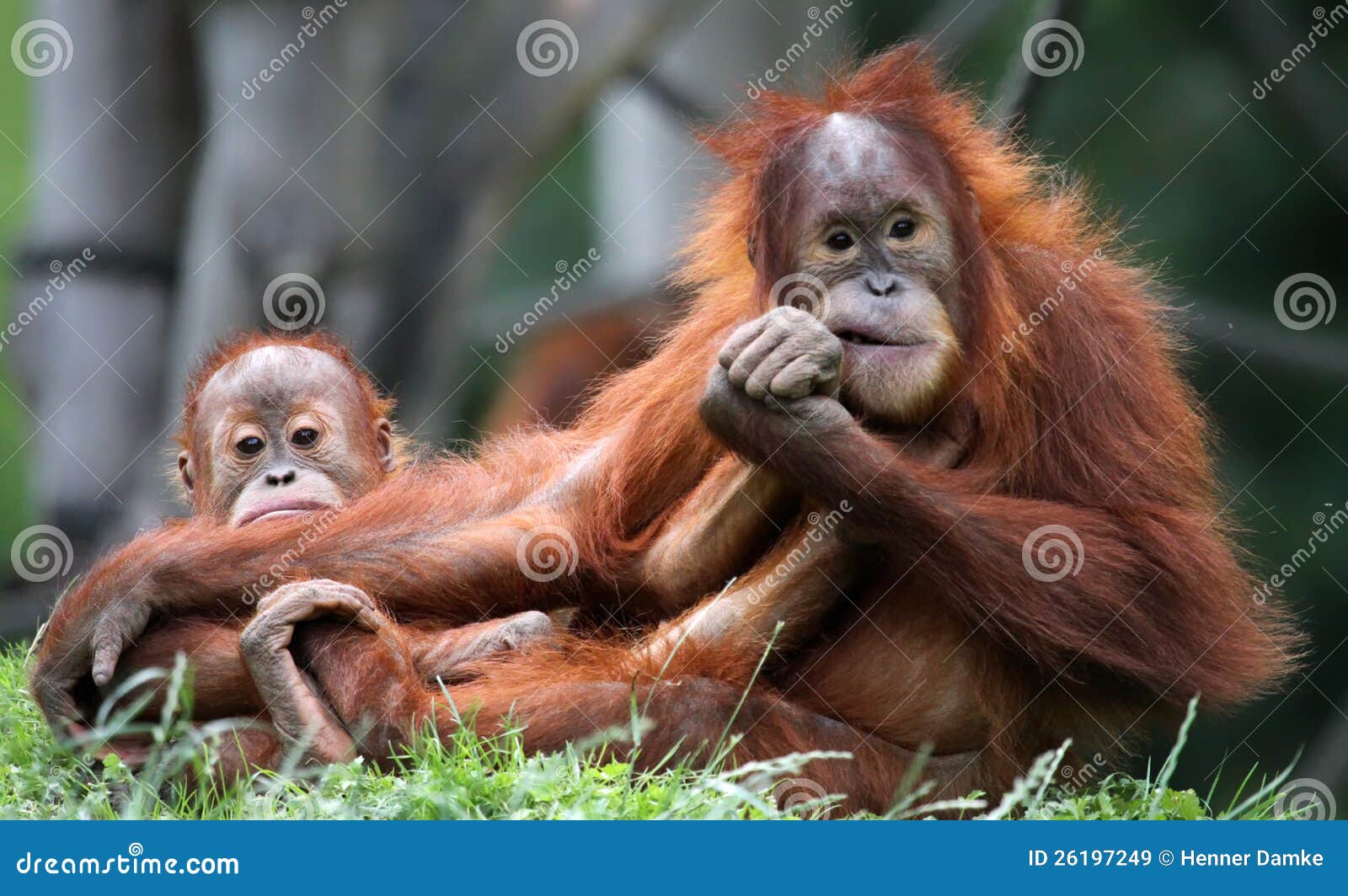 Orangutan Mother and child stock image. Image of male - 26197249