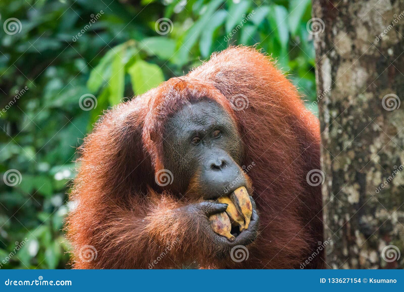 Orangutan in wild stock photo. Image of primate, borneo - 133627154