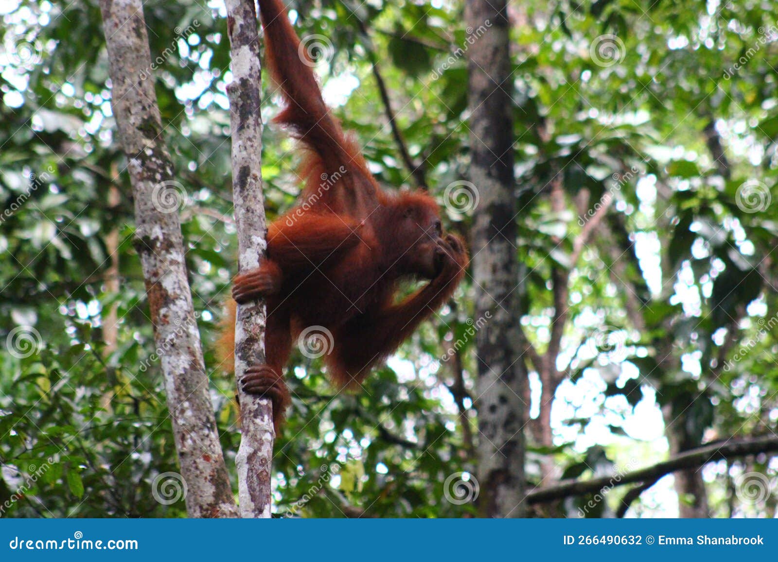Orangutan stock photo. Image of nature, branch, primate - 266490632