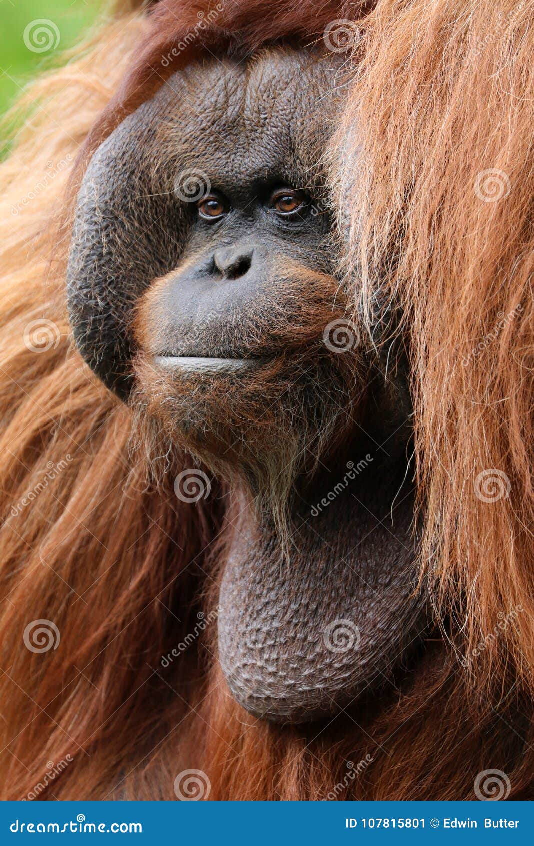 Orangutan stock image. Image of nature, national, hair - 107815801