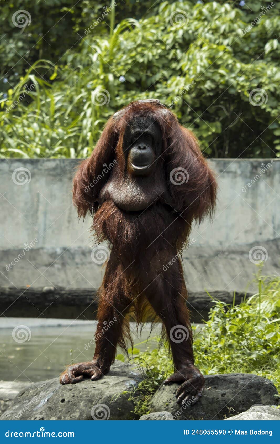 Orangutan stock photo. Image of pattern, animals, conservation - 248055590