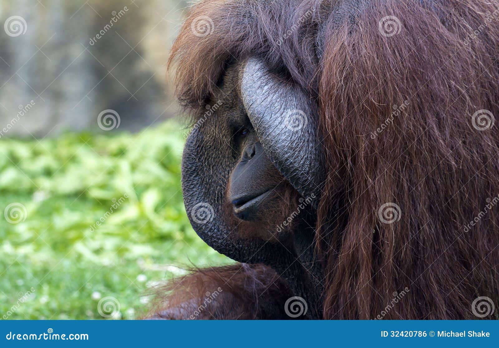 Orangutan stock photo. Image of male, wild, face, wildlife - 32420786