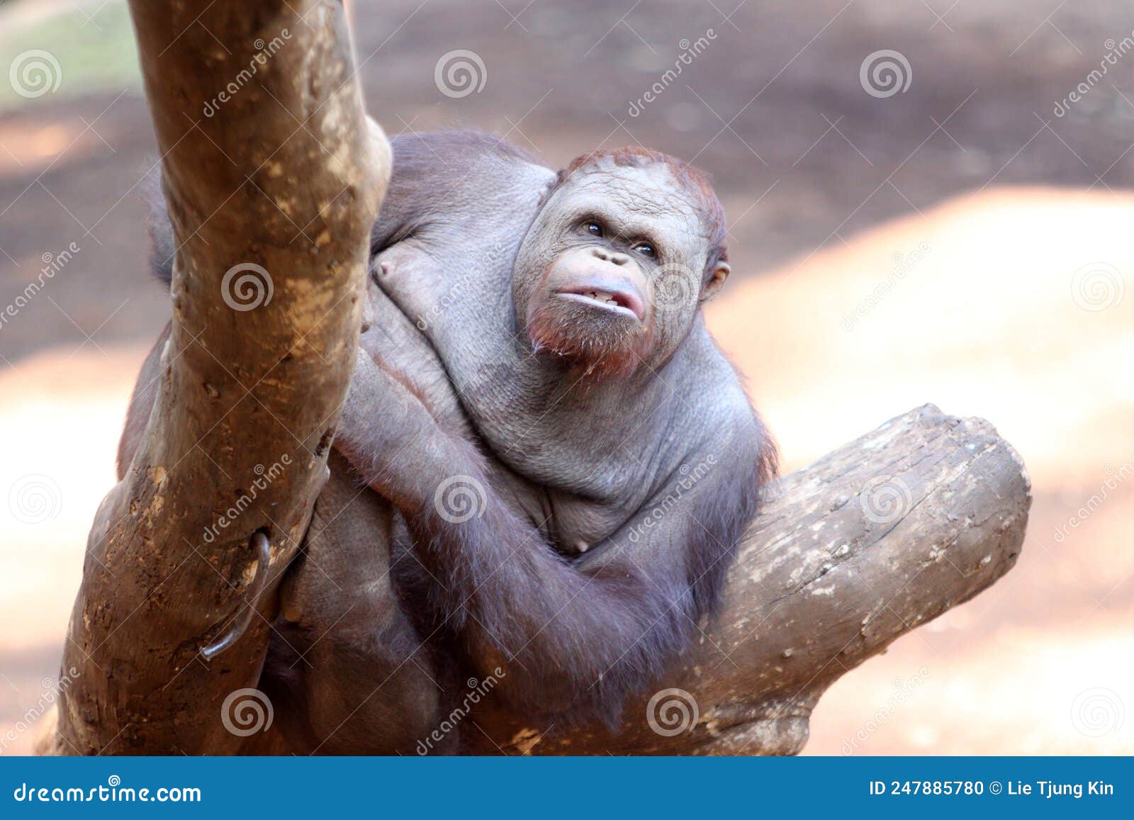 An Orangutan Playing on a Tree Branch in the Morning in a Zoo Yard ...