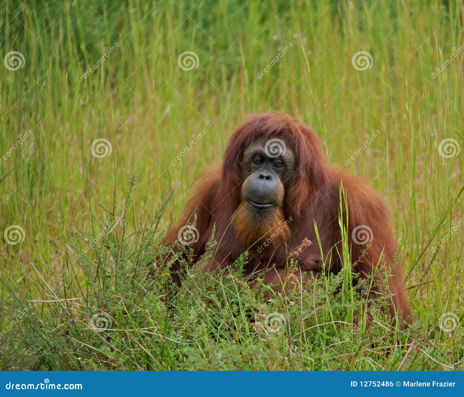 Orangutan (Pongo pygmaeus) stock photo. Image of chimp - 12752486