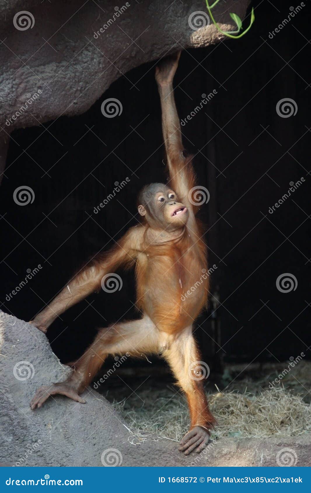 Orangutan, Pongo Pygmaeus Abelii Stock Photo - Image of monkey, utan ...