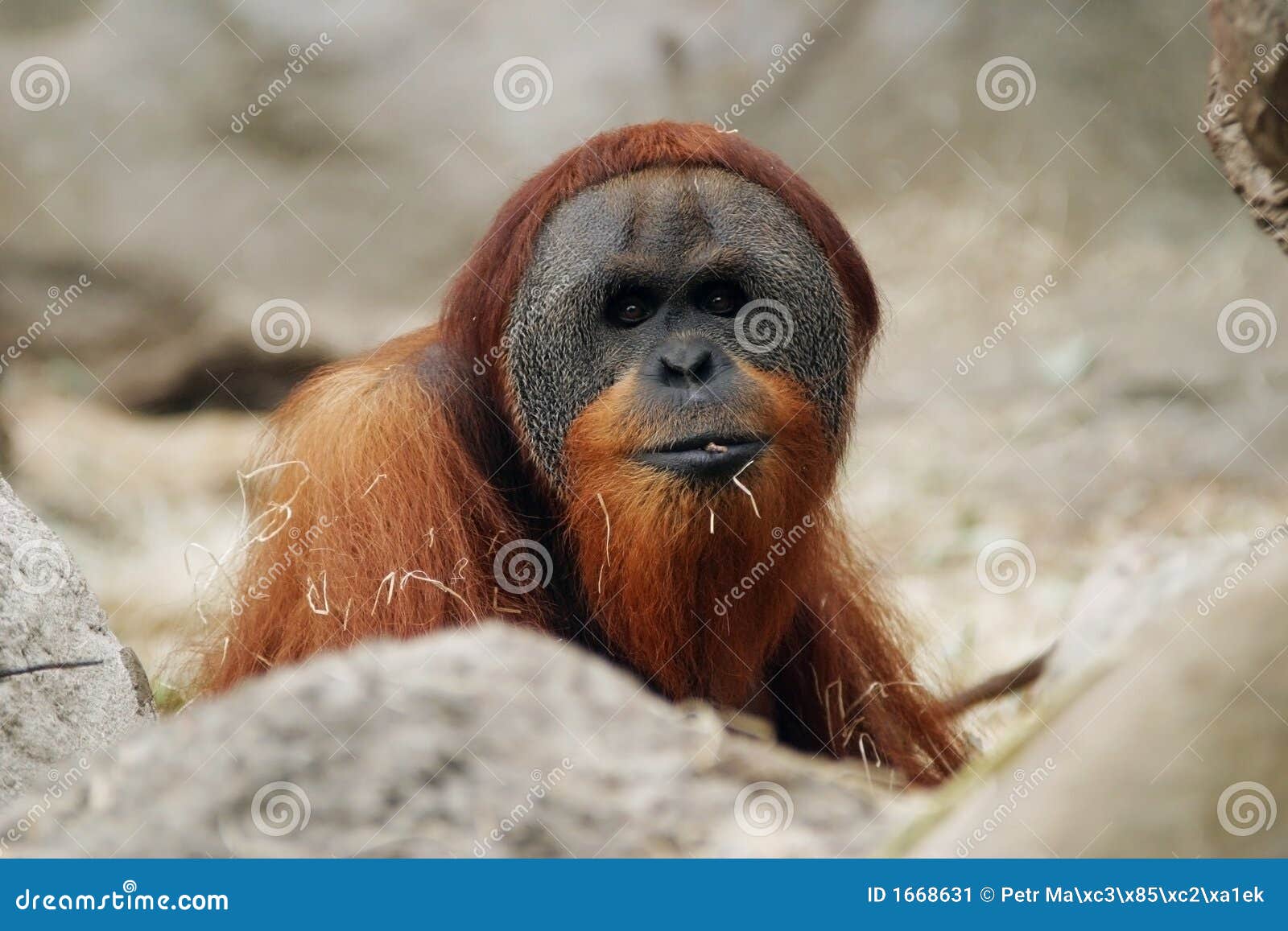 Orangutan, Pongo Pygmaeus Abelii Stock Image - Image of bearded ...