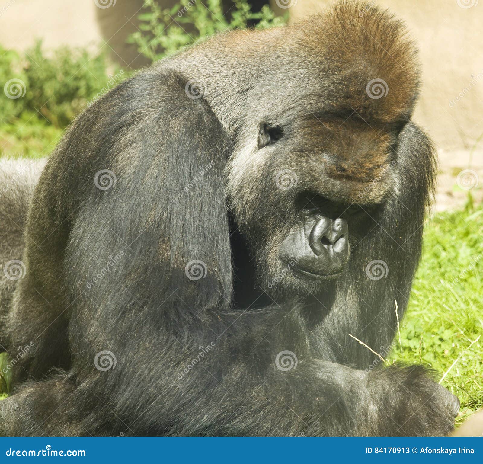 Orangutan Pongo pygmaeus stock image. Image of fauna - 84170913