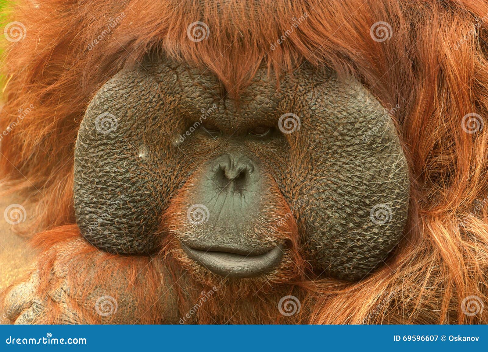 Orangutan (Pongo pygmaeus) stock image. Image of ponginae - 69596607