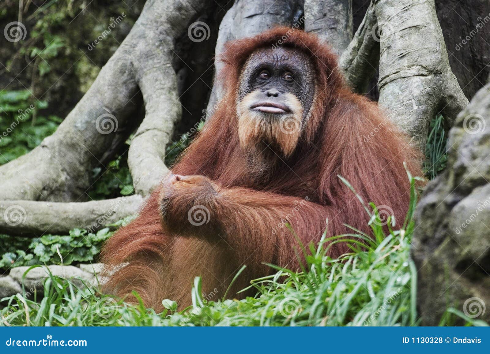 Orangutan (Pongo Pygmaeus), Borneo, Indonesia Stock Photo - Image of ...