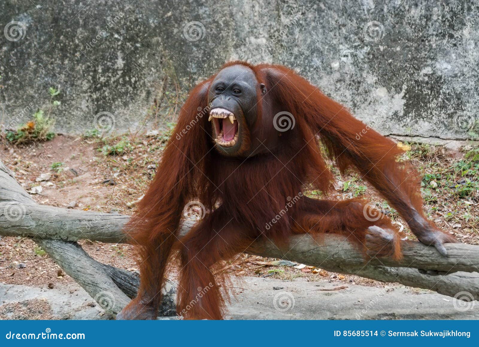 Orangutan or Pongo Pygmaeus. Stock Photo - Image of baby, sumatran ...