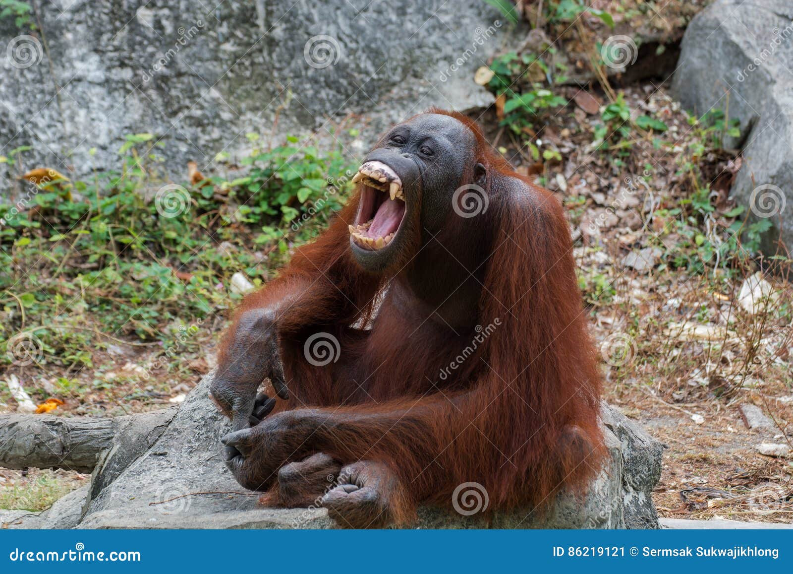 Orangutan or Pongo Pygmaeus. Stock Image - Image of utan, indonesia ...