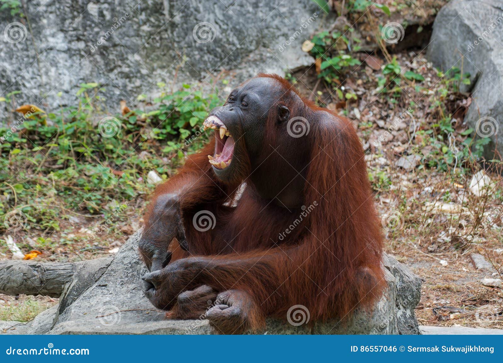 Orangutan or Pongo Pygmaeus. Stock Photo - Image of orang, borneo: 86557046