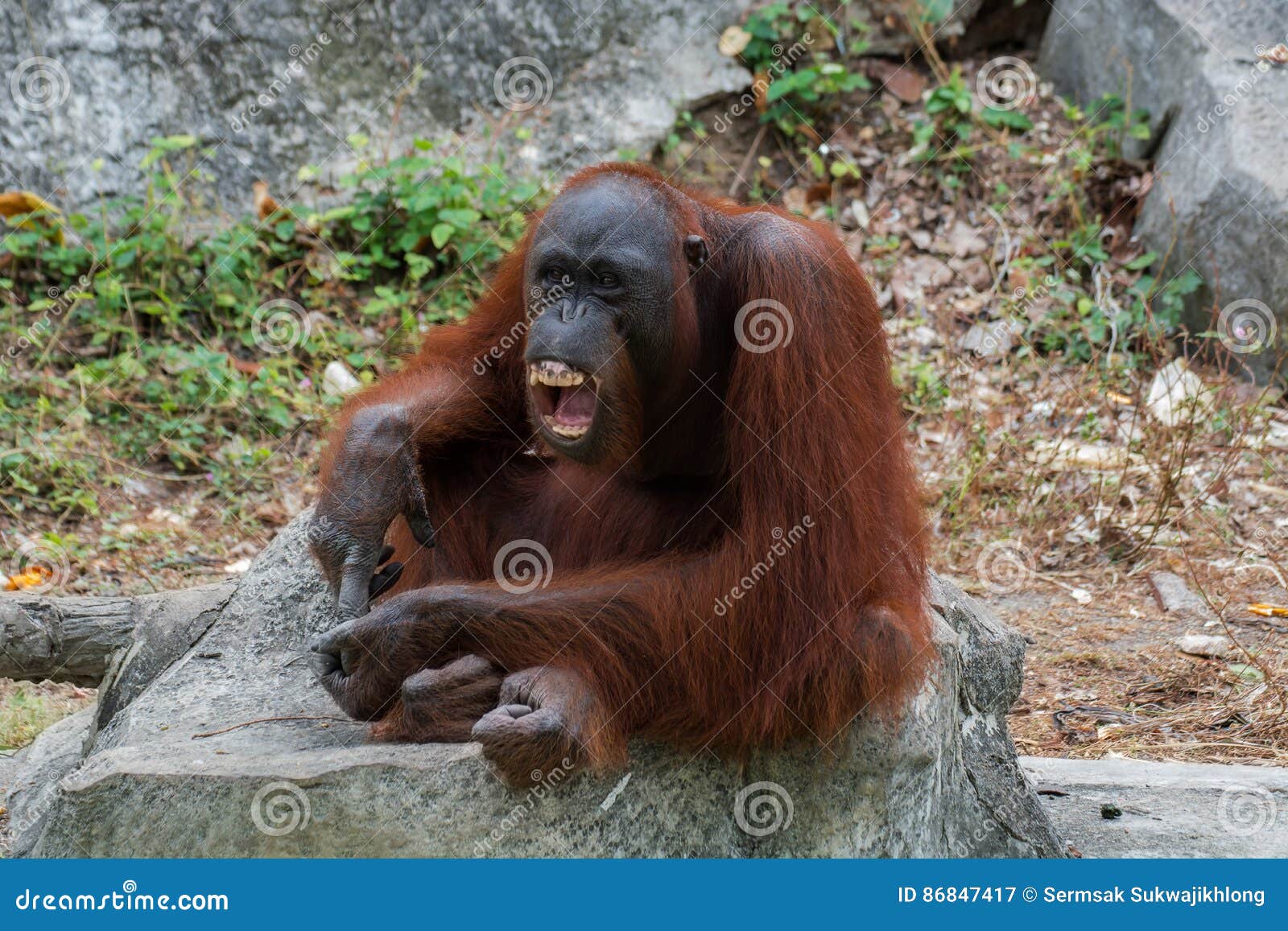 Orangutan or Pongo Pygmaeus. Stock Image - Image of orangutang, monkey ...