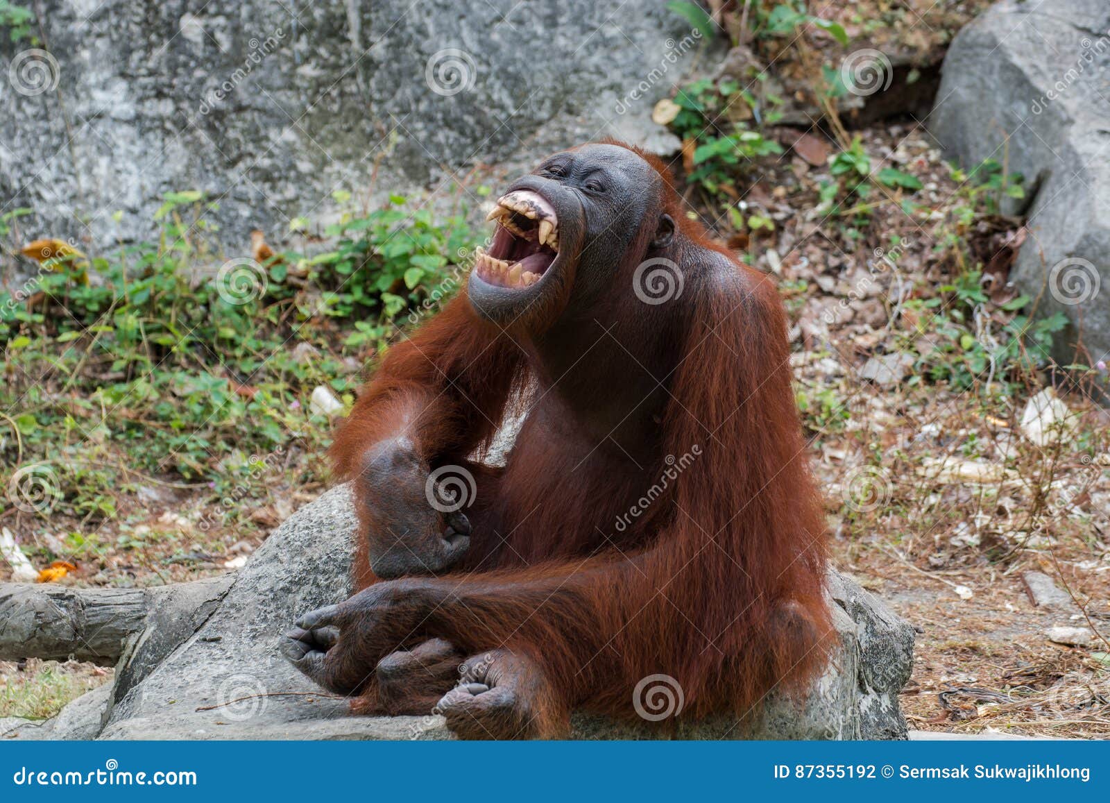 Orangutan or Pongo Pygmaeus. Stock Photo - Image of happy, utan: 87355192
