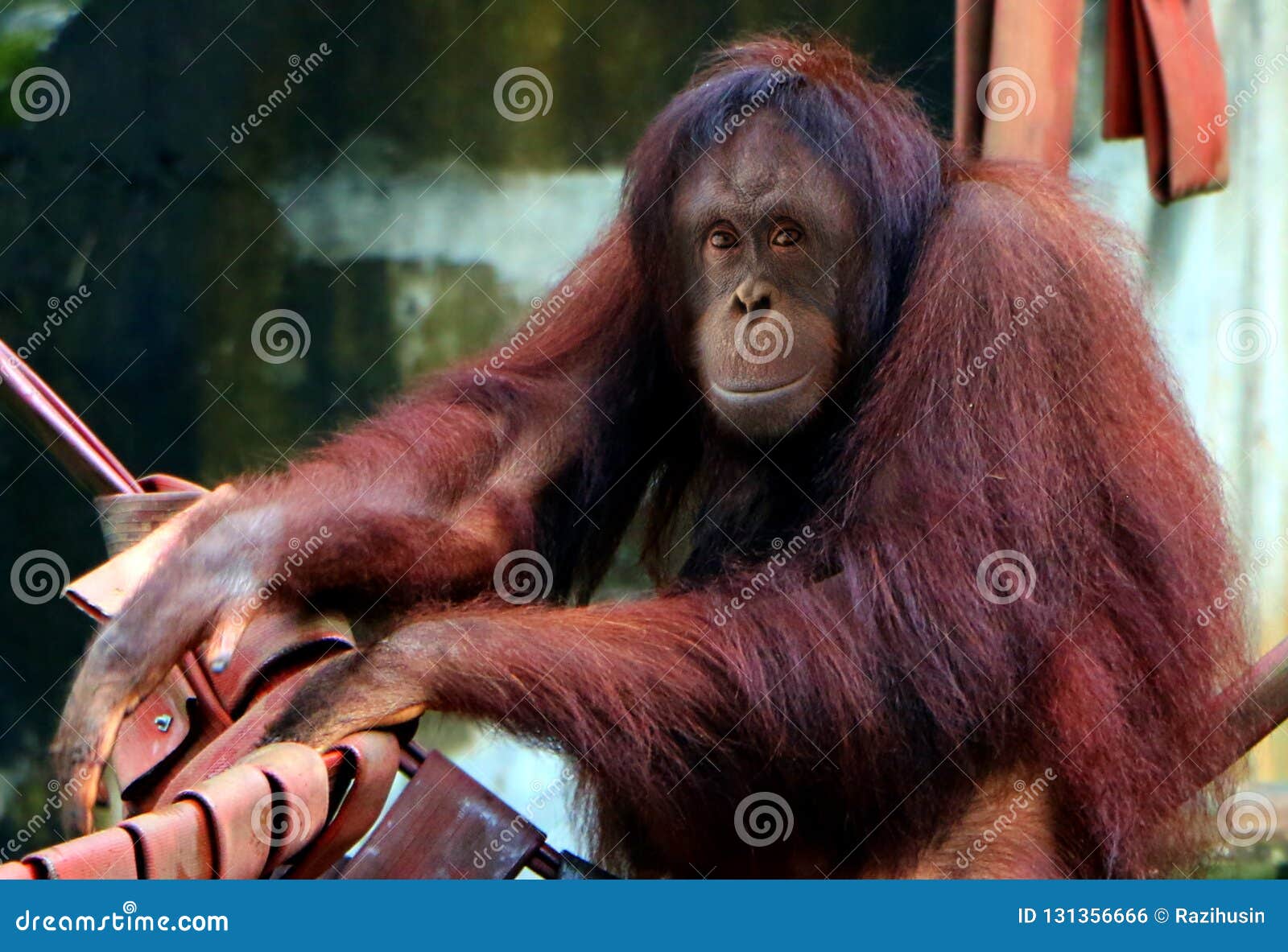Orangutan Pongo pygmaeus stock photo. Image of endangered - 131356666
