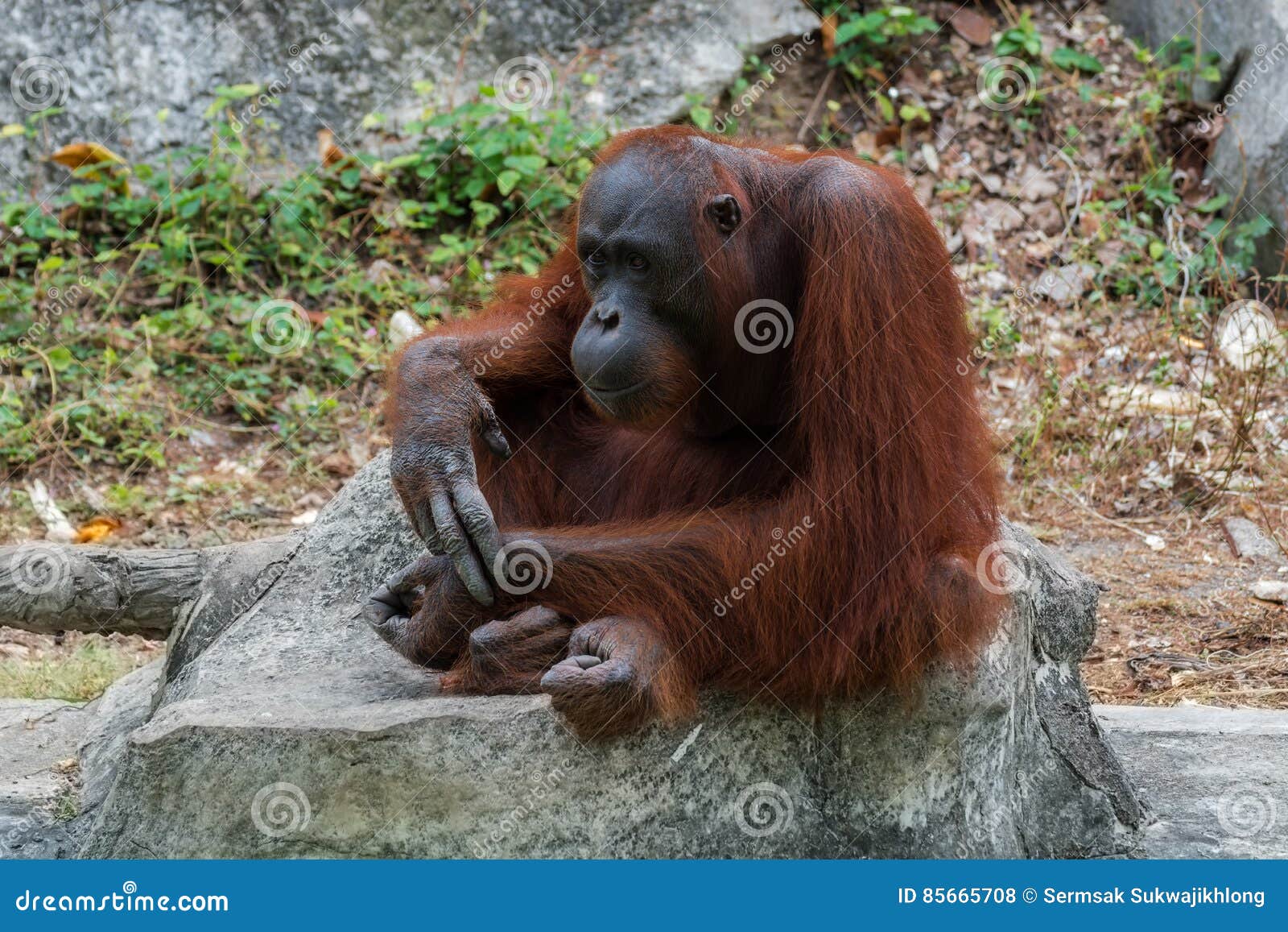 Orangutan or Pongo Pygmaeus. Stock Photo - Image of utan, orangutan ...