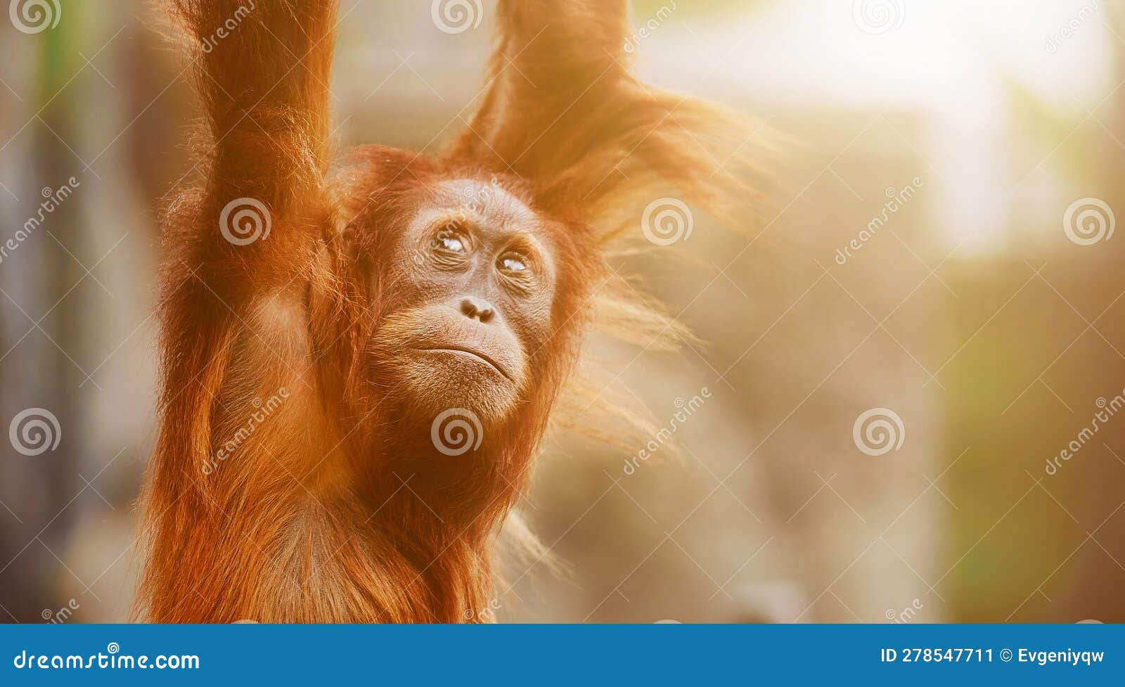 Orangutan. Portrait of Young Monkeys Stock Image - Image of portrait ...