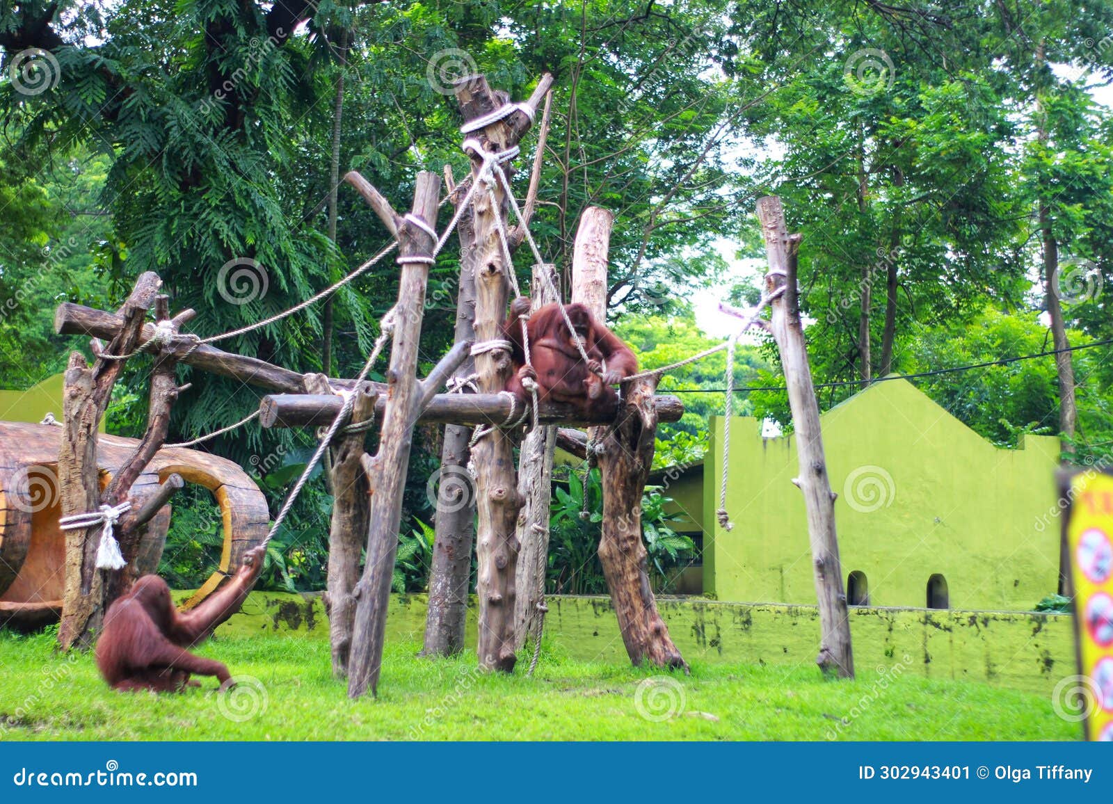 Orangutan Primates Living in the Zoo Stock Image - Image of living ...