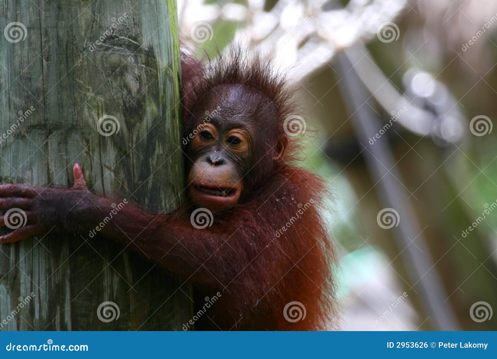 Orangutans offspring stock photo. Image of animal, arms - 2953626