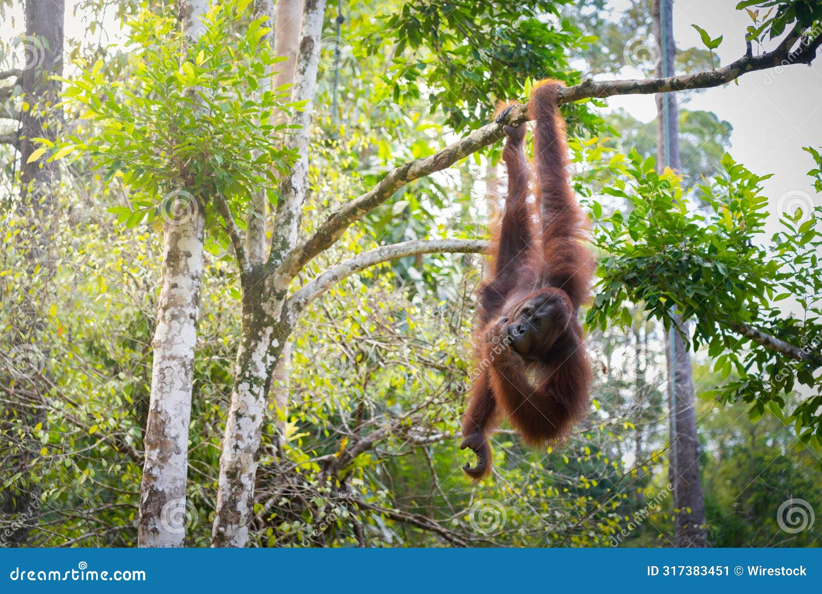 Orangutan in Sarawak in a Deep Forest Stock Image - Image of forest ...